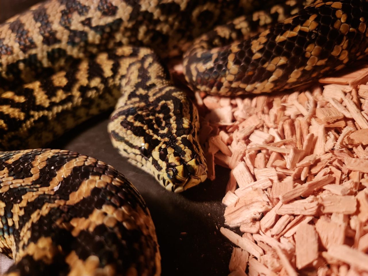 Morelia Spilota - S-reptiles : Le site pour les passionnés de reptiles