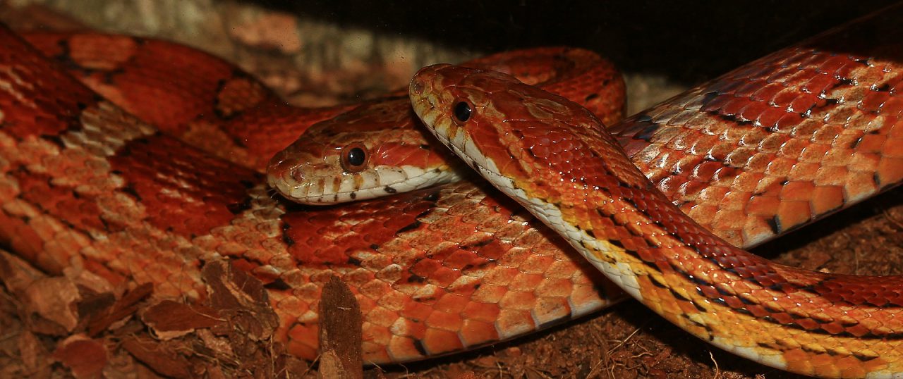 Pantherophis Guttatus - S-reptiles : Le site pour les passionnés de ...