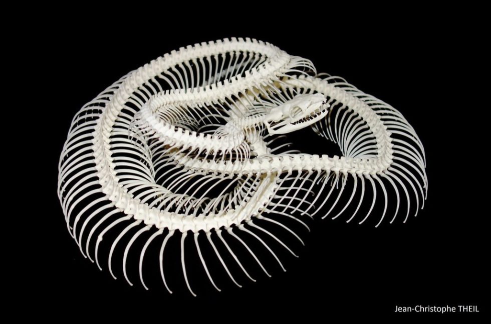 Anatomy - S-reptiles : Le site pour les passionnés de reptiles